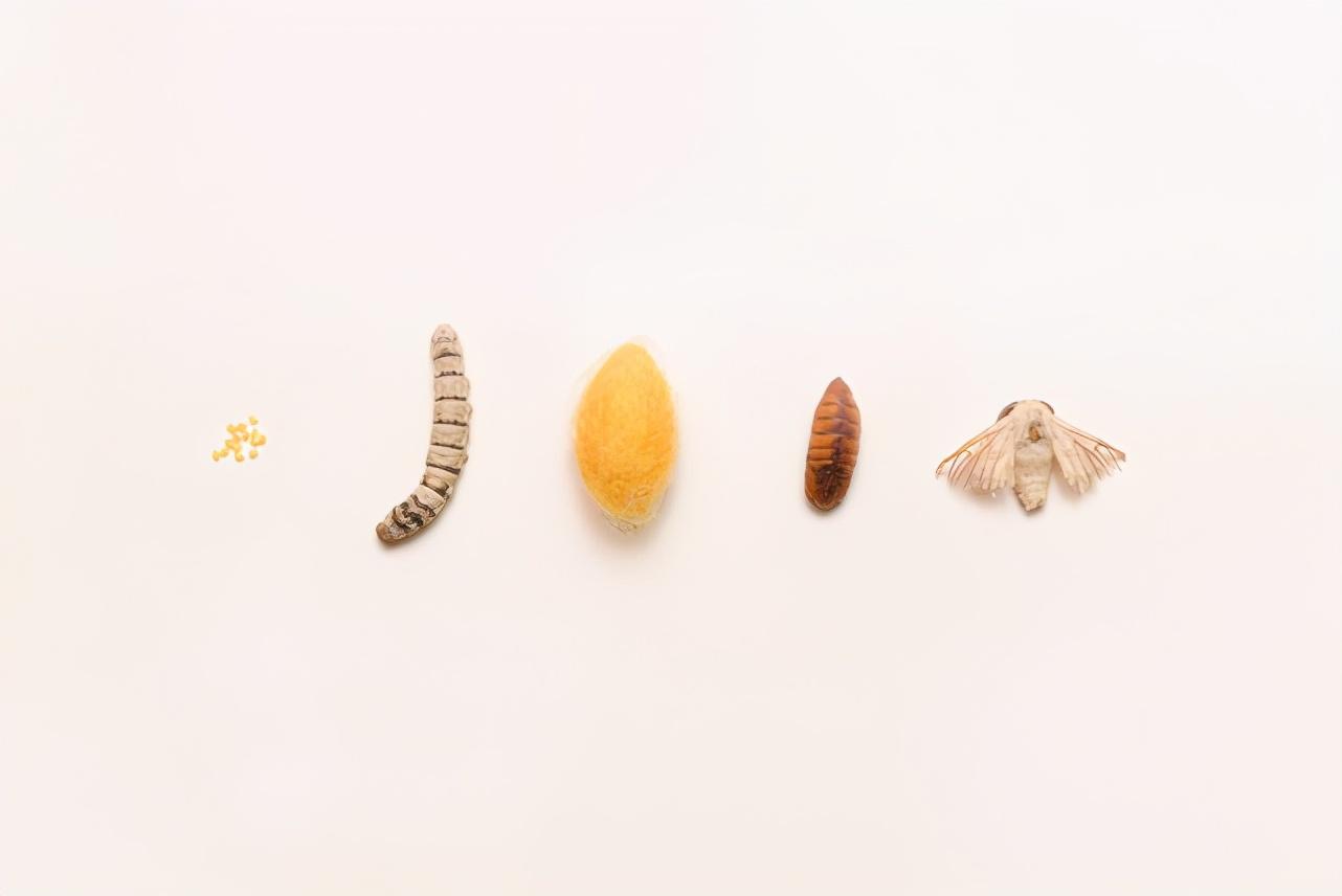 What material is silk? (Why can it be made into silk) - Flame retardant ...